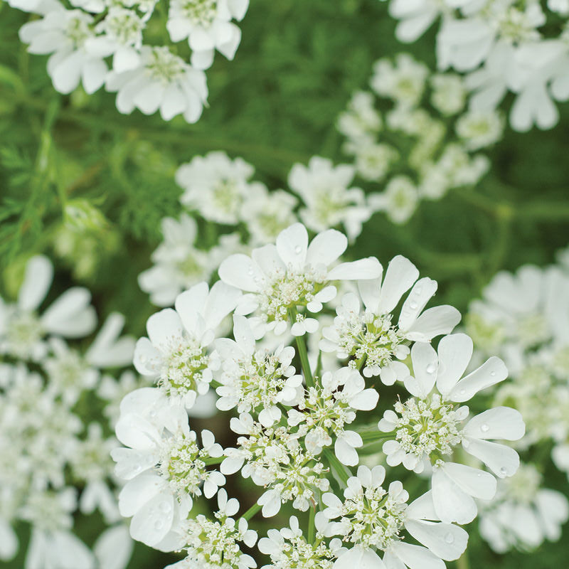 Orlaya – La Brouette Maraîchère