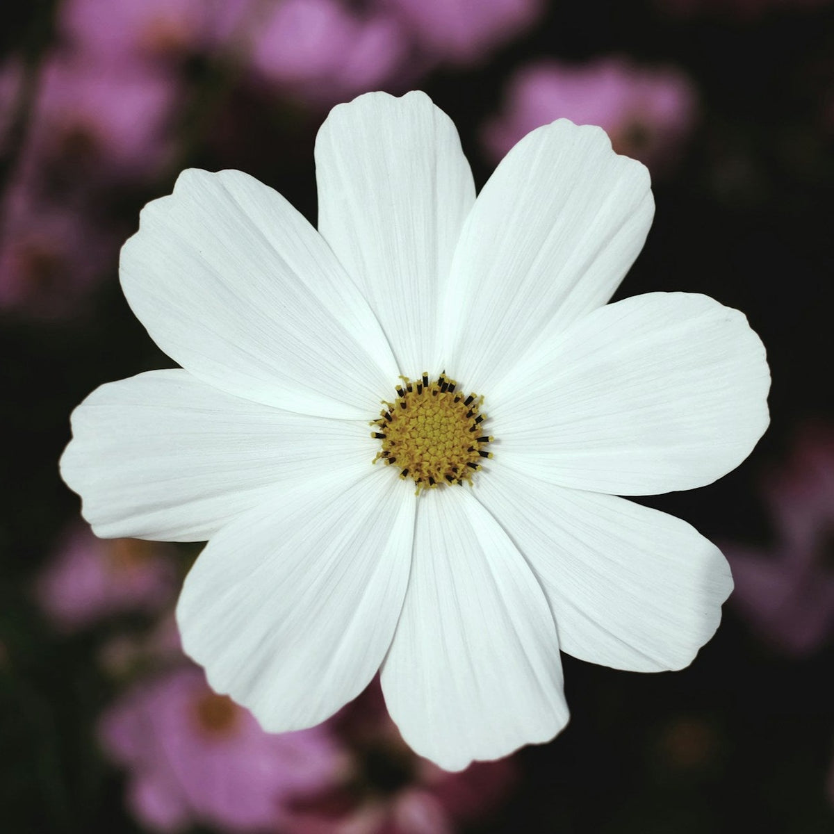 Cosmos Blanc – La Brouette Maraîchère