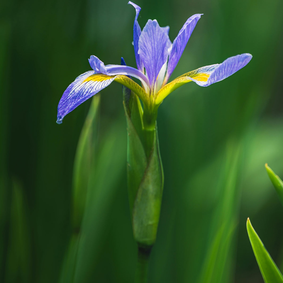 Iris Versicolor – La Brouette Maraîchère