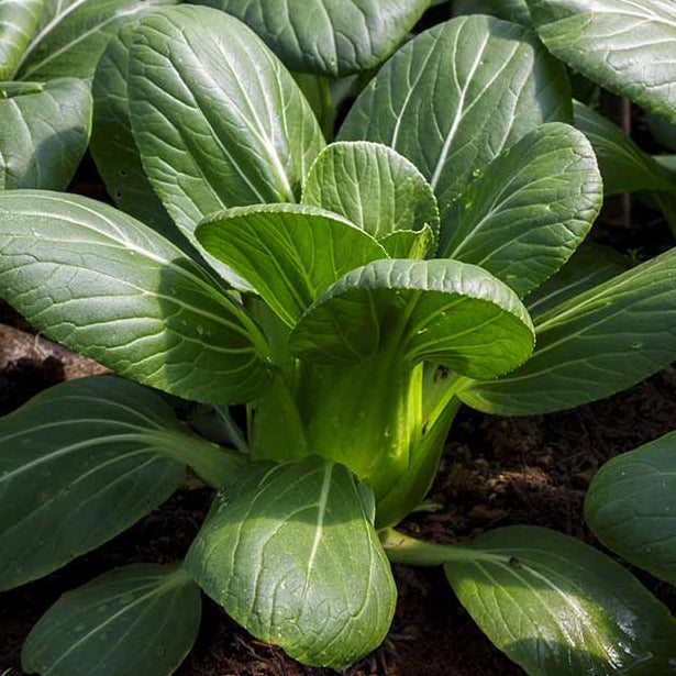 Bok Choy – La Brouette Maraîchère