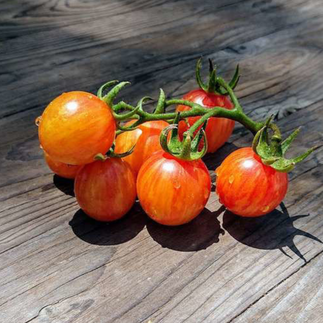 Tomate Cerise Rayée – La Brouette Maraîchère