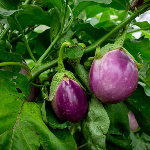 Aubergine Ronde – La Brouette Maraîchère