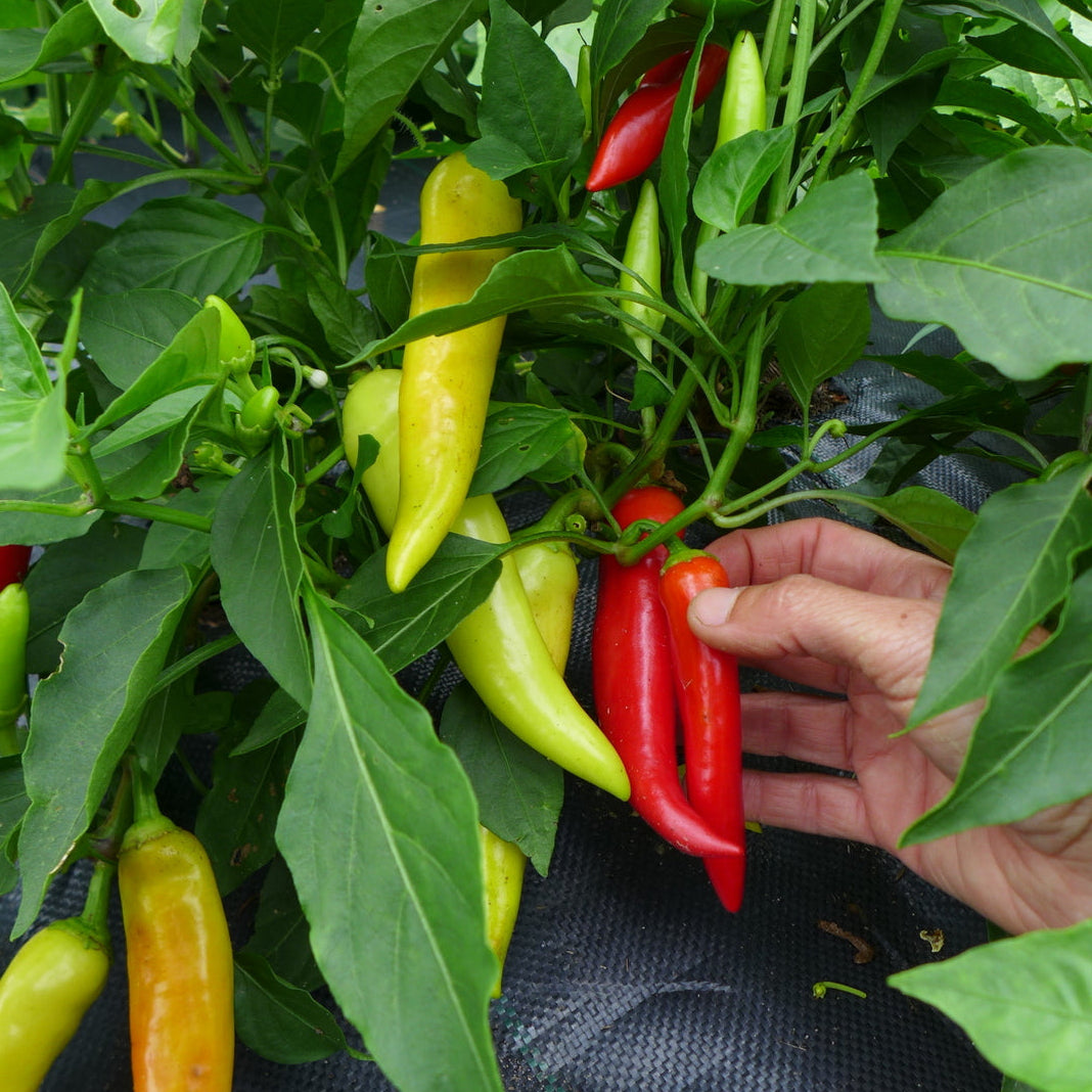 Piment Fort Banane – La Brouette Maraîchère