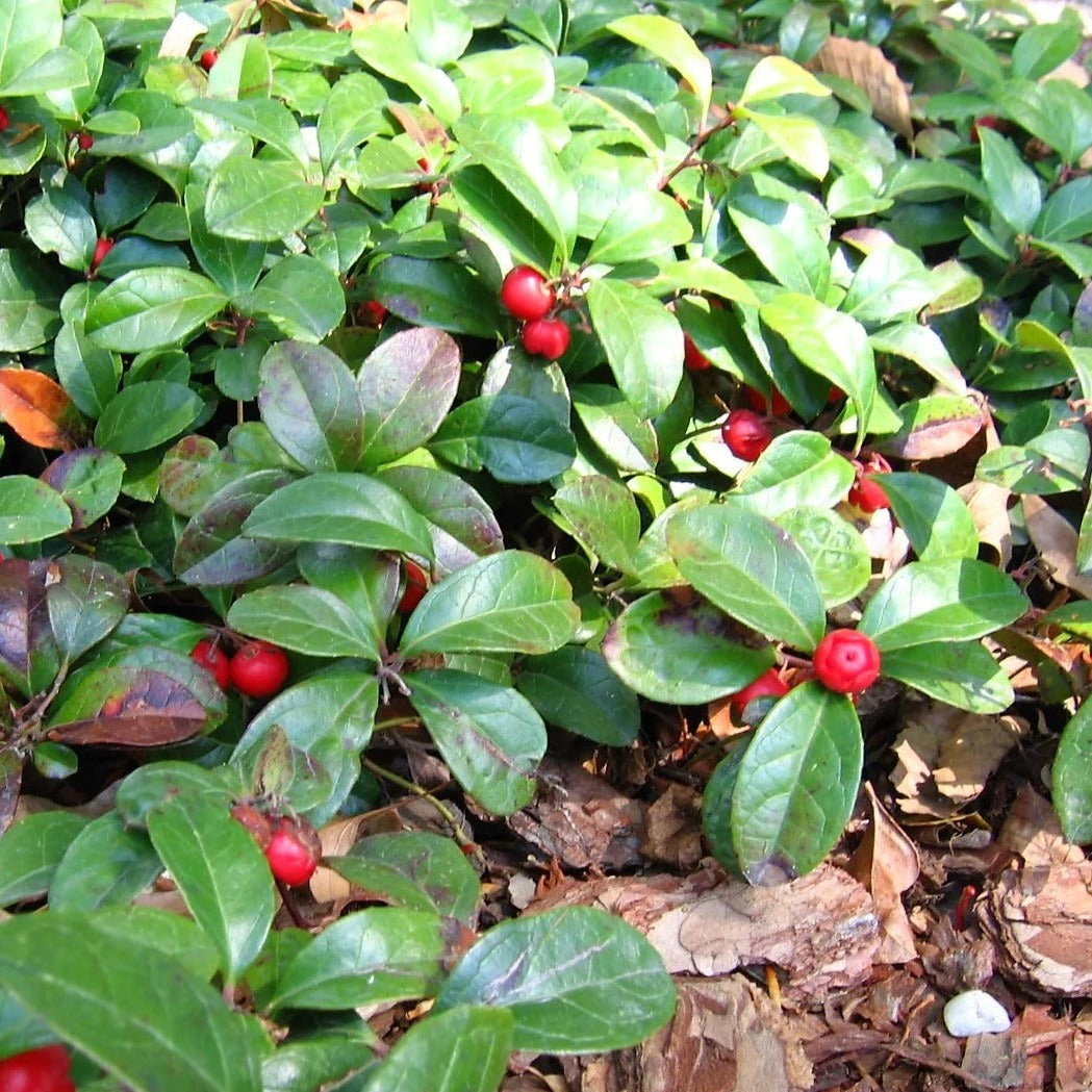 Thé des Bois – La Brouette Maraîchère