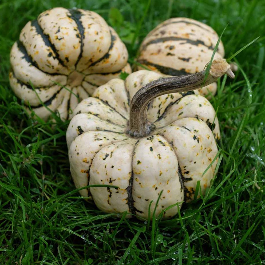Courge Sweet Dumpling – La Brouette Maraîchère