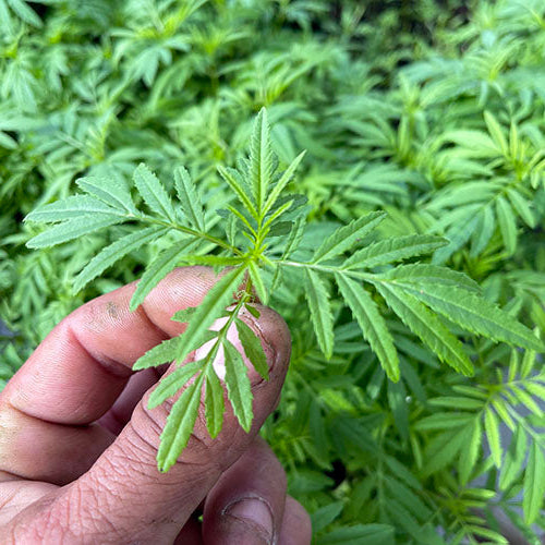 Huacatay – La Brouette Maraîchère