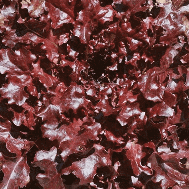 Laitue Feuille de Chêne Rouge – La Brouette Maraîchère