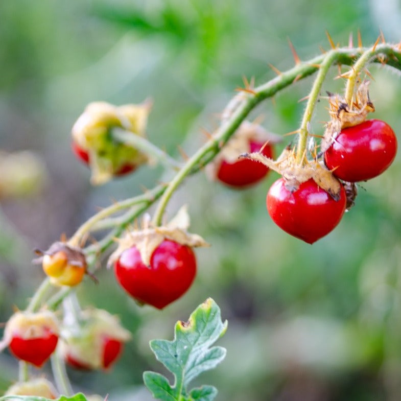 Morelle – La Brouette Maraîchère
