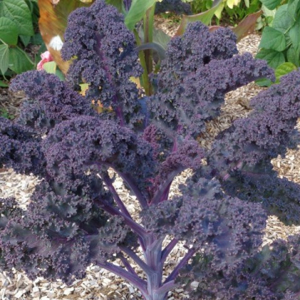 Kale Mauve – La Brouette Maraîchère
