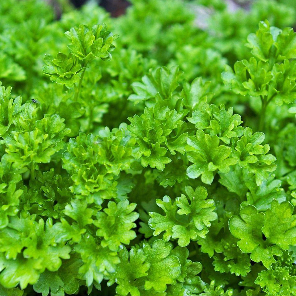 Persil Frisé – La Brouette Maraîchère
