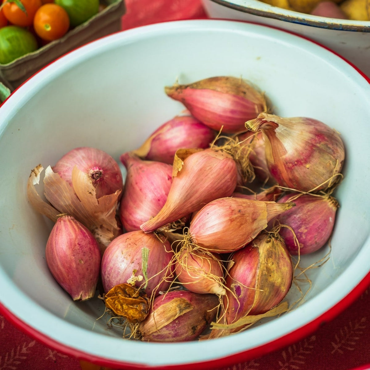 Échalotte Française – La Brouette Maraîchère