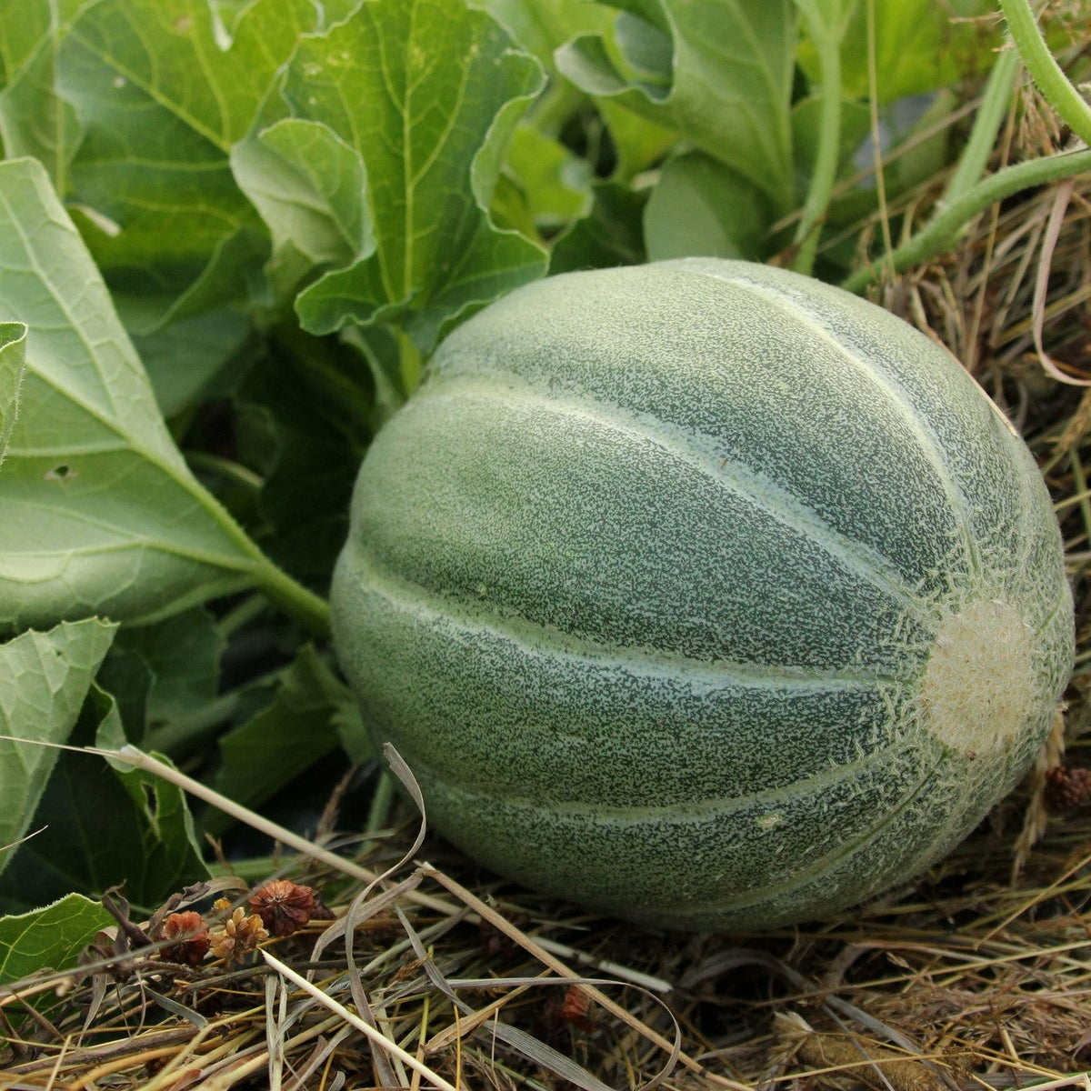 Melon de Montréal – La Brouette Maraîchère