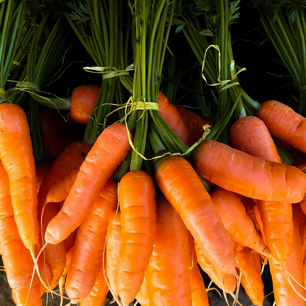 Carotte (semence) – La Brouette Maraîchère