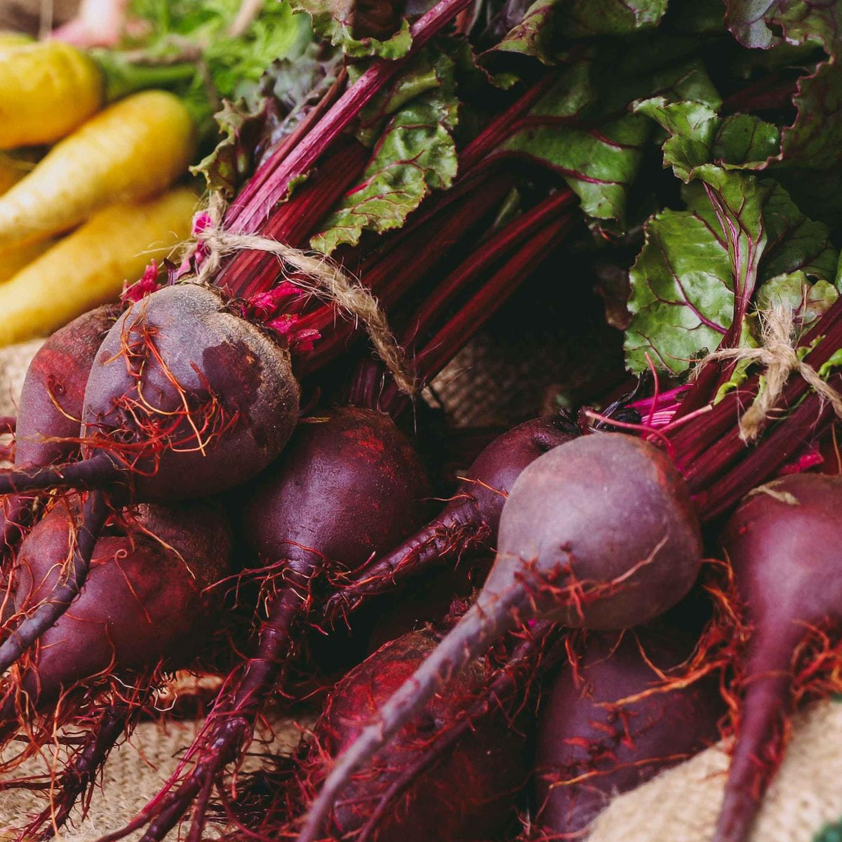 Betterave – La Brouette Maraîchère