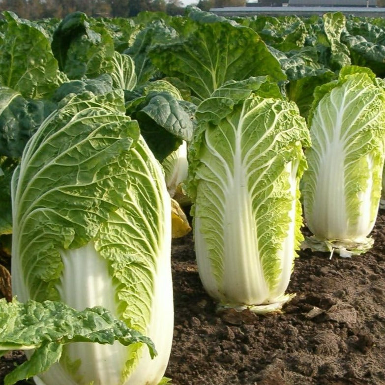 Chou Chinois – La Brouette Maraîchère