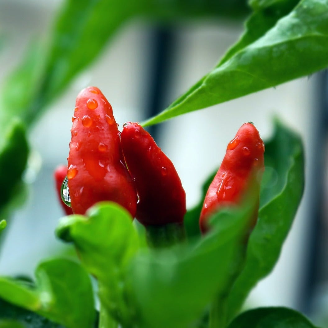 Piment Fort Espelette – La Brouette Maraîchère