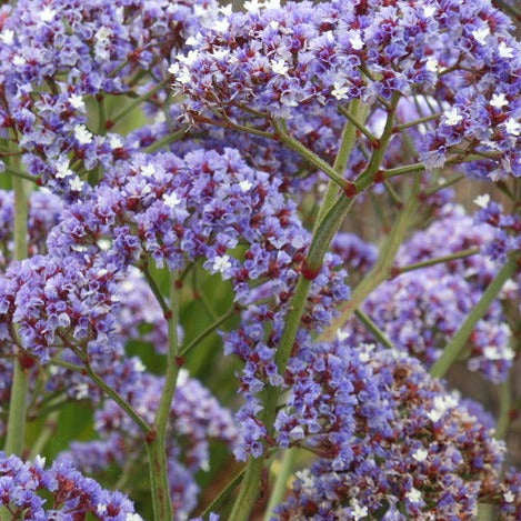 Statice Bleu – La Brouette Maraîchère