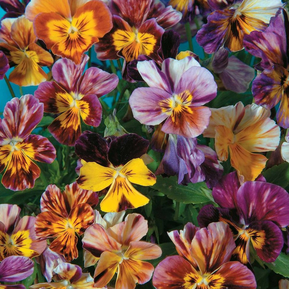 Pensée Bicolore – La Brouette Maraîchère